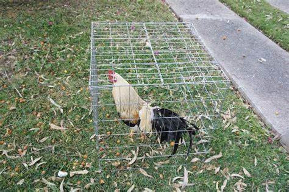 Pack 5 Rooster Cages 24" X 24" DOOR IN ROOF by Little Shop Texas ...