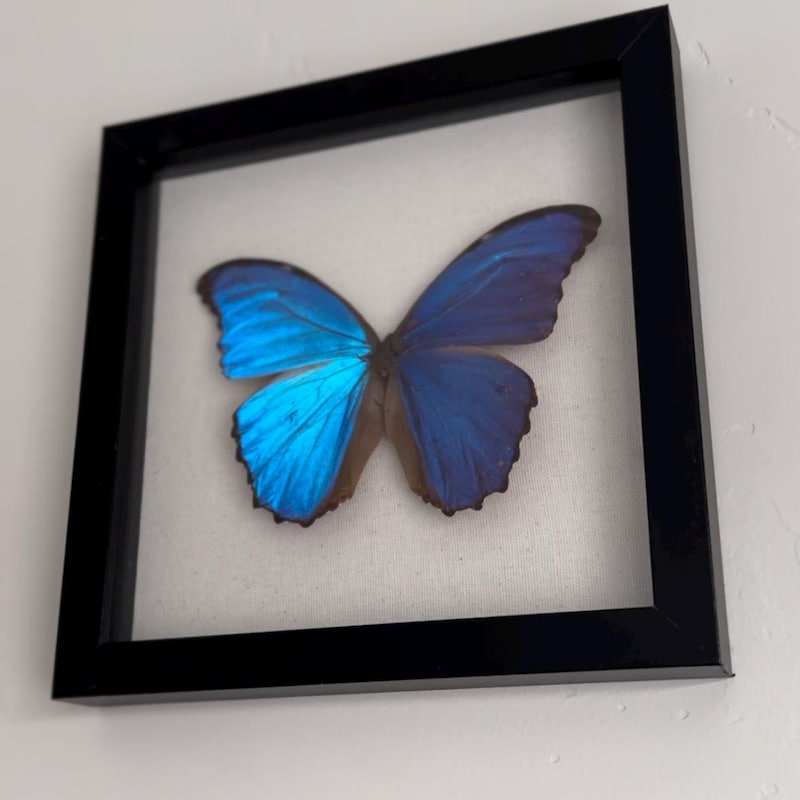Real Butterfly Framed - Etsy