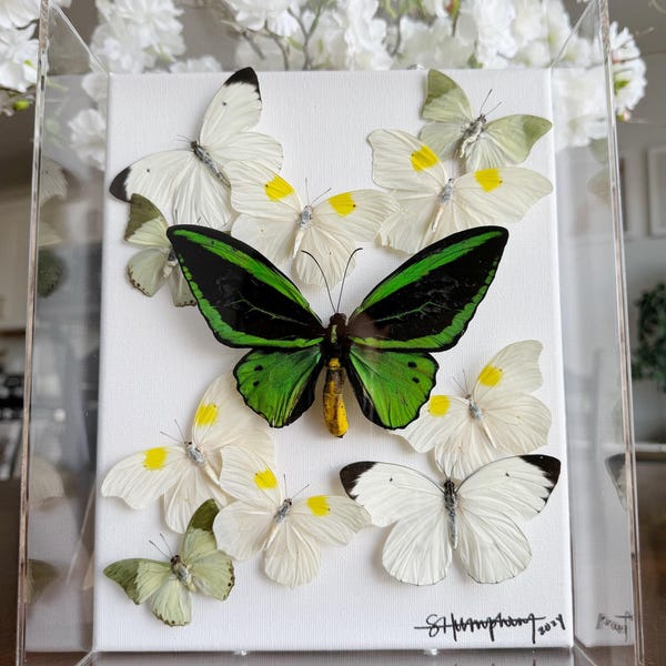 Framed Butterflies - Etsy