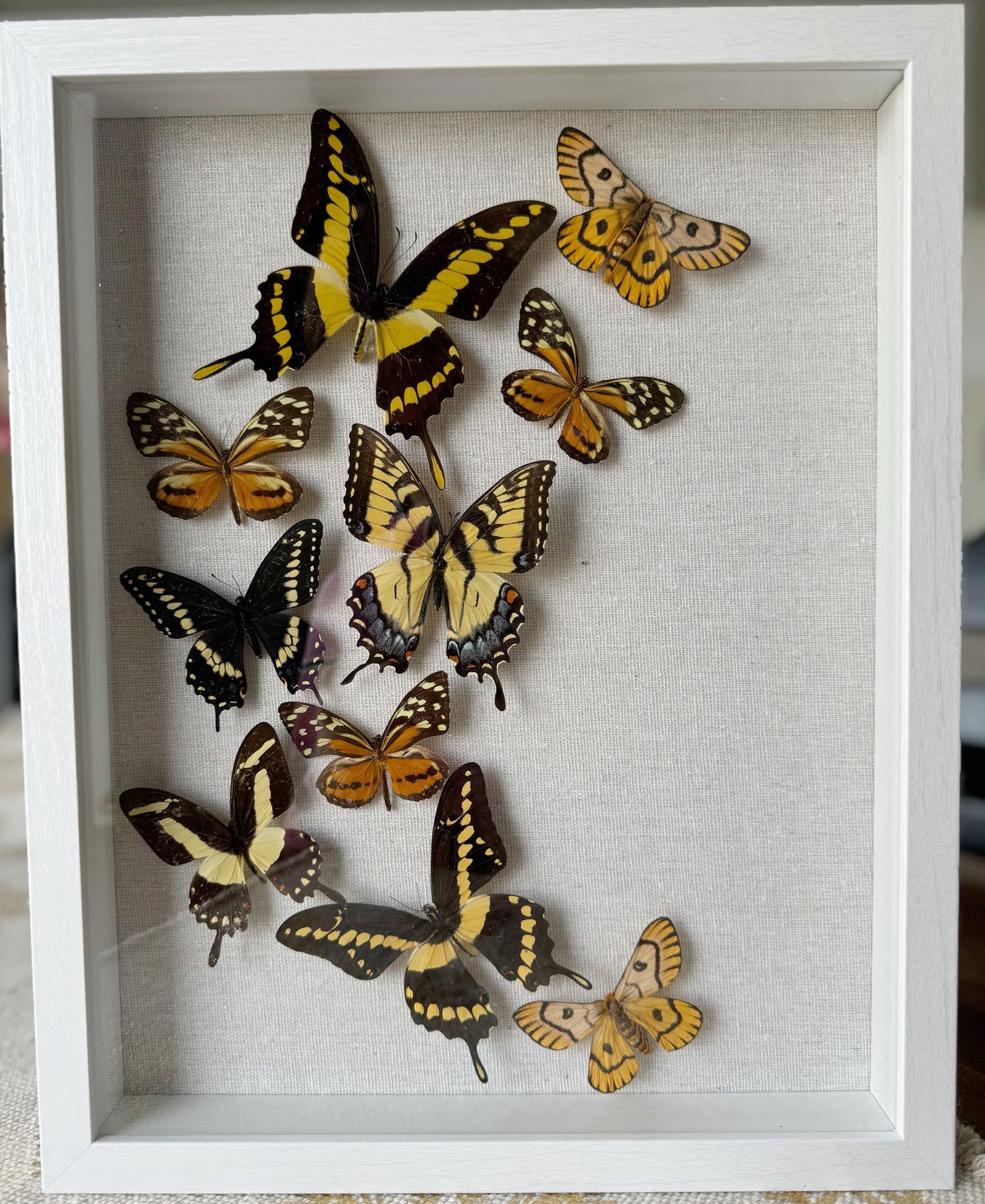 Real Framed Butterfly Collage Assortment of Real Butterflies SUNNY ...