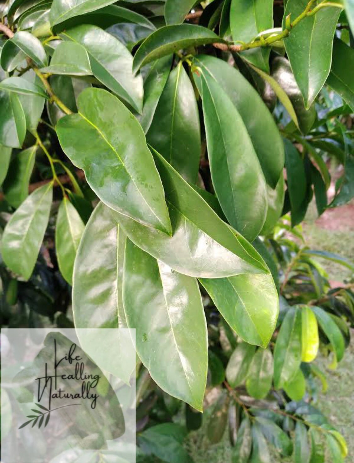 Soursop Seeds - Etsy