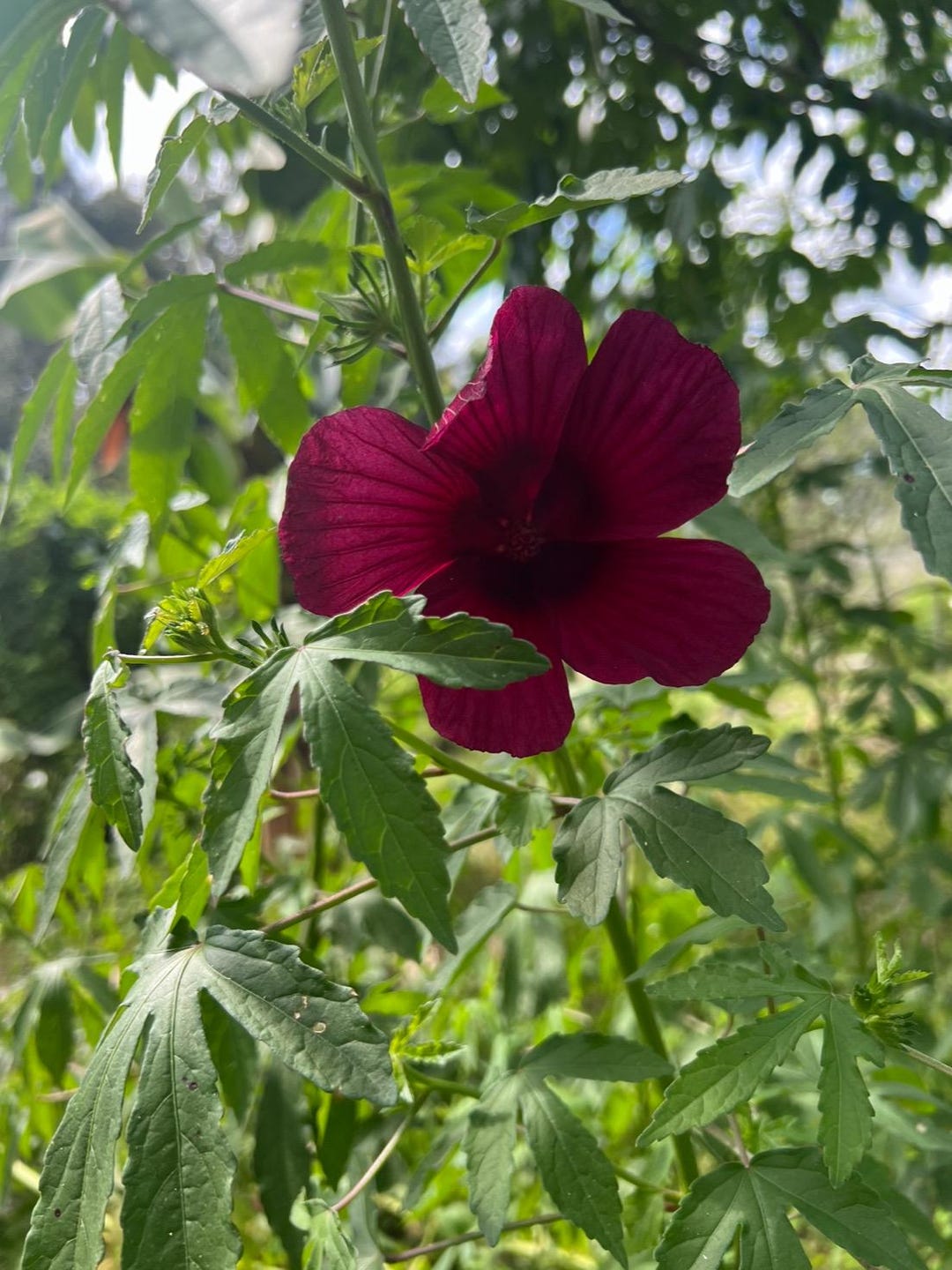 Kenaf Hibiscus Cannabinus Red Flower - Etsy