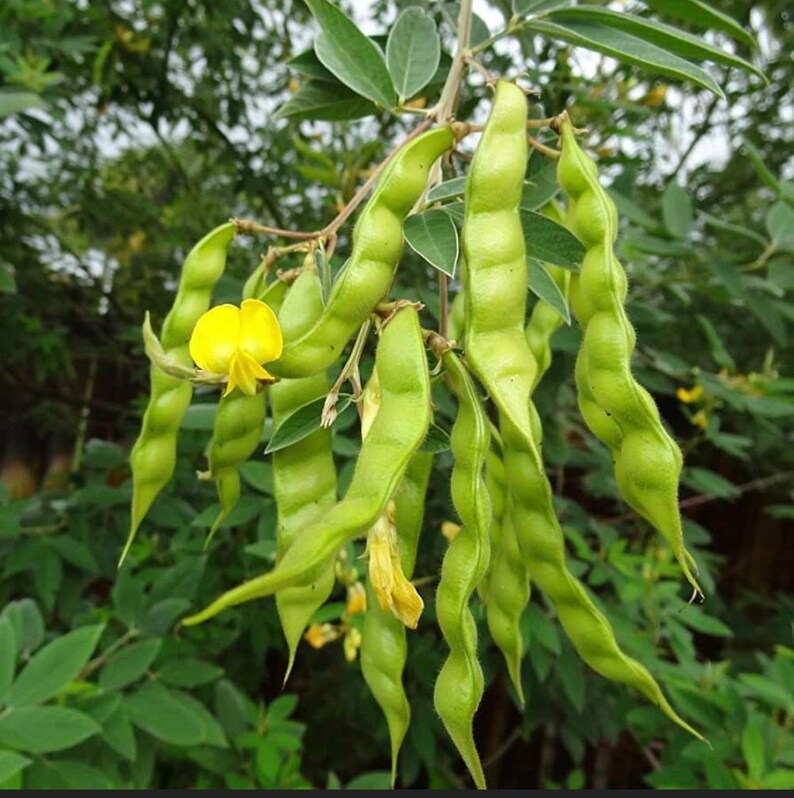 Pigeon Pea Seeds Gandule Seeds - Etsy