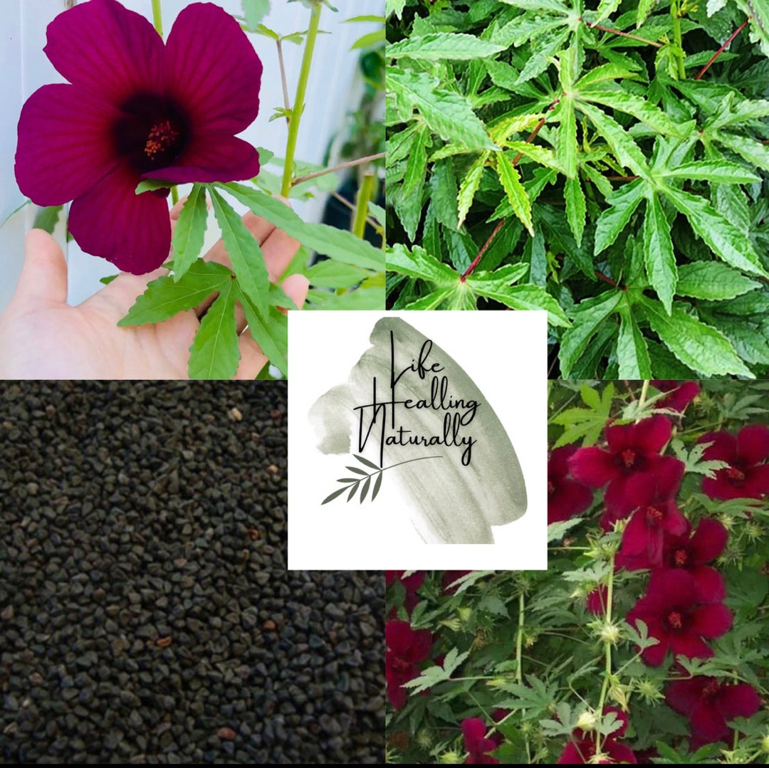 Kenaf Hibiscus Cannabinus Red Flower - Etsy