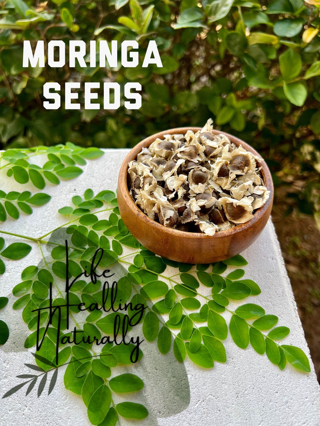 Moringa Seeds - Etsy