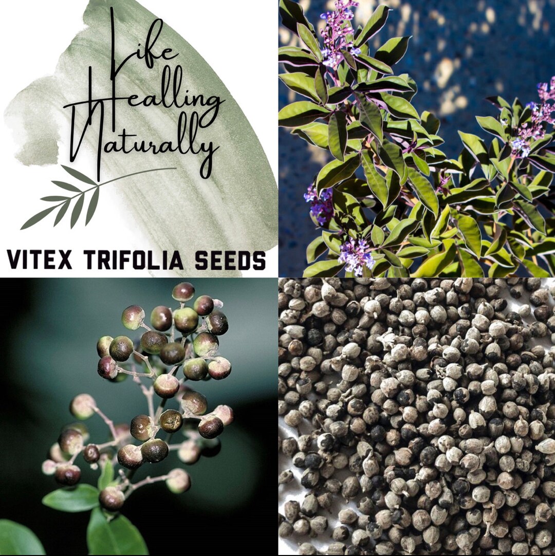 Organic RARE Vitex Trifolia Seeds - Etsy