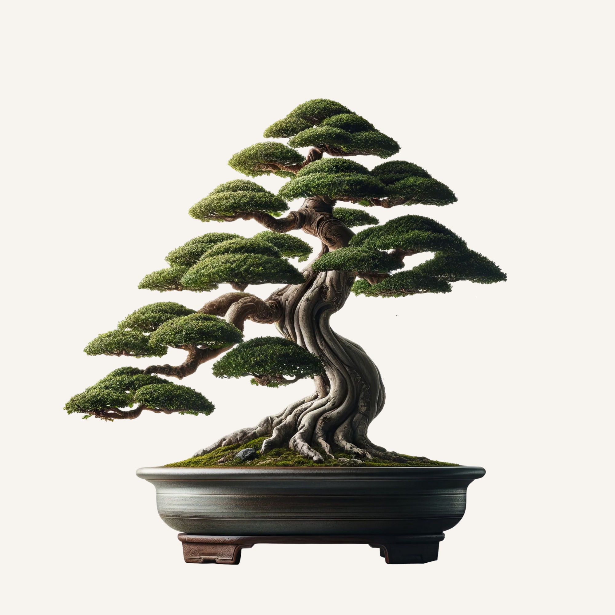Bonsai Tree Clipart, Japanese Bonsai Tree, House Plant Clipart, Bonsai ...