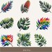 Australian Native Flowers, Australian Florals, Desert Flowers ...