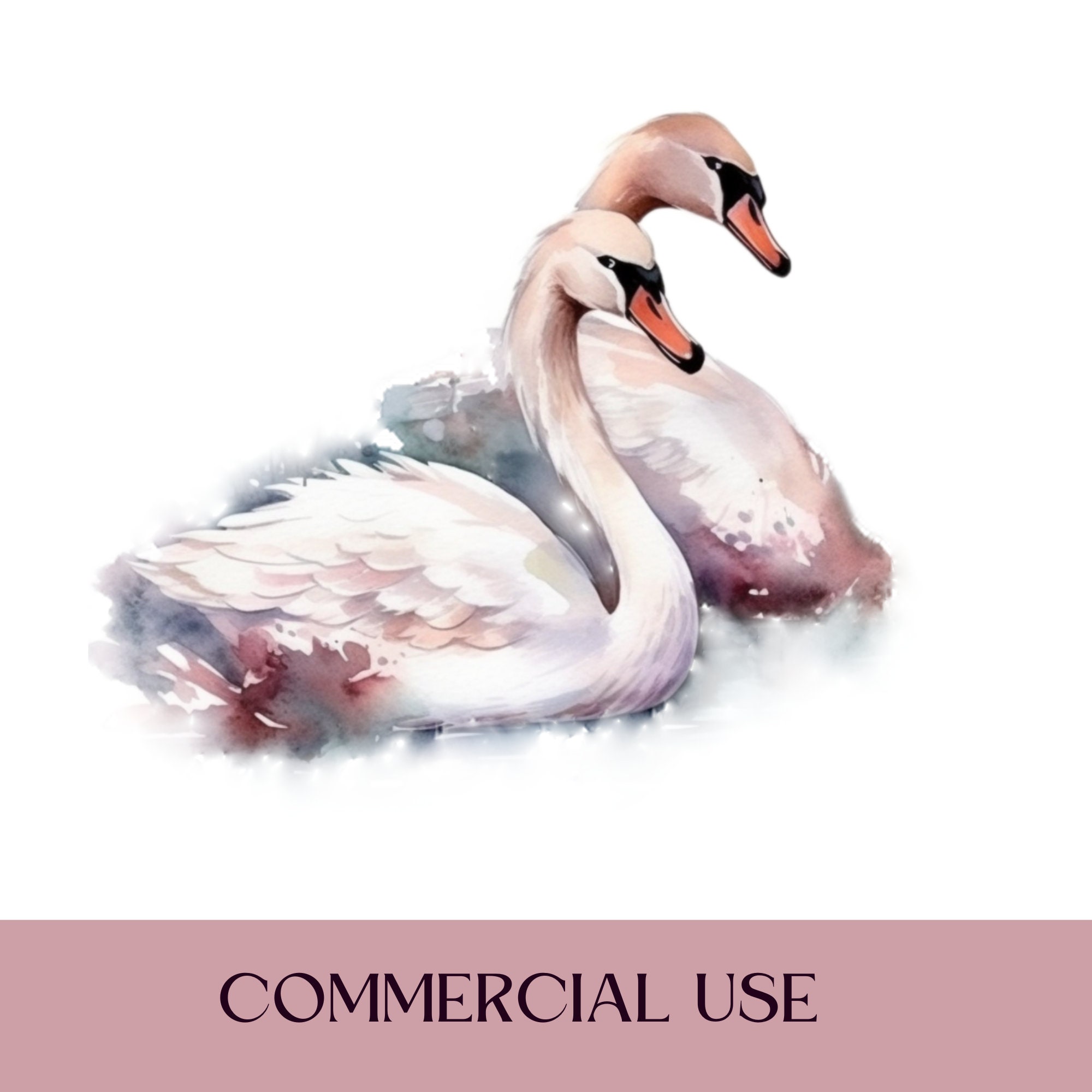 Watercolor Swans Clipart Swans Png Digital Download Baby - Etsy