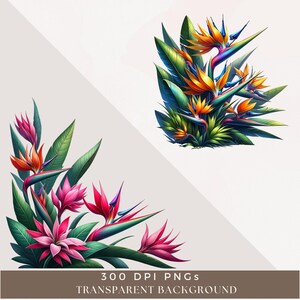 Floral Clipart, Bird of Paradise Flower, Tropical Flowers, Watercolor ...
