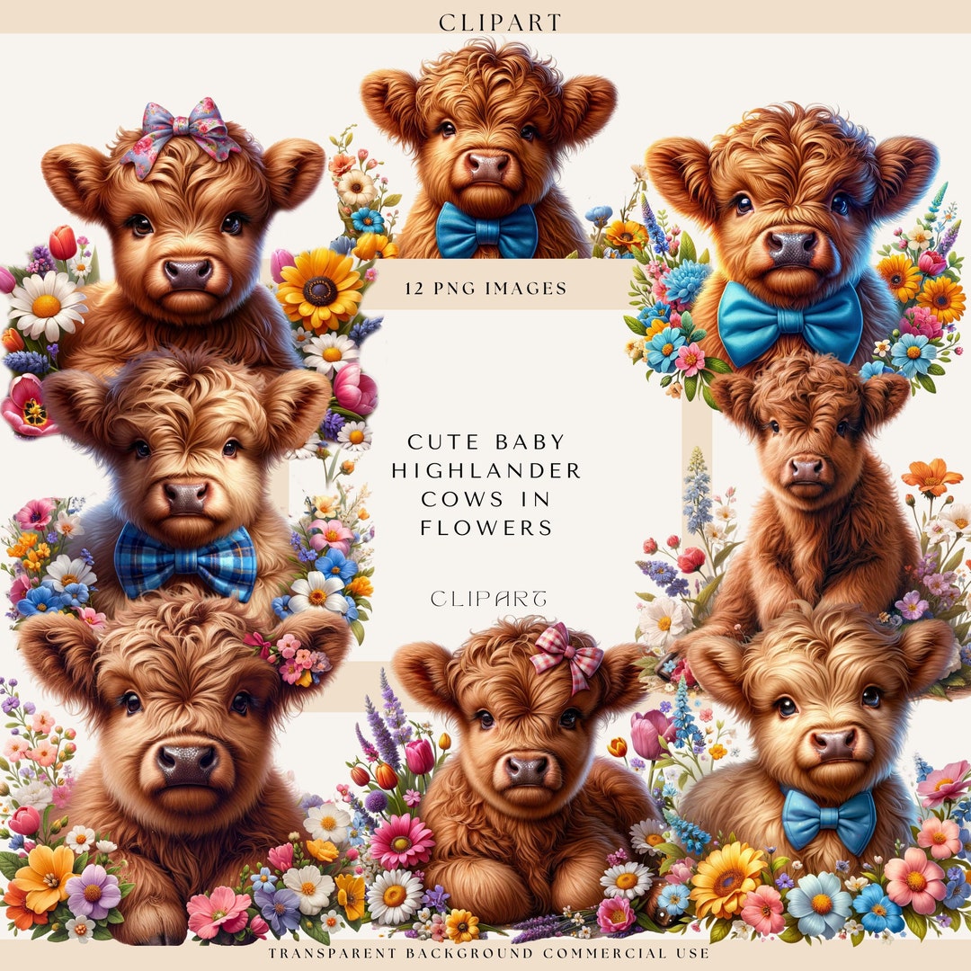 Cute Baby Highlander Cow Clipart, Baby Shower, Gender Reveal, Baby ...