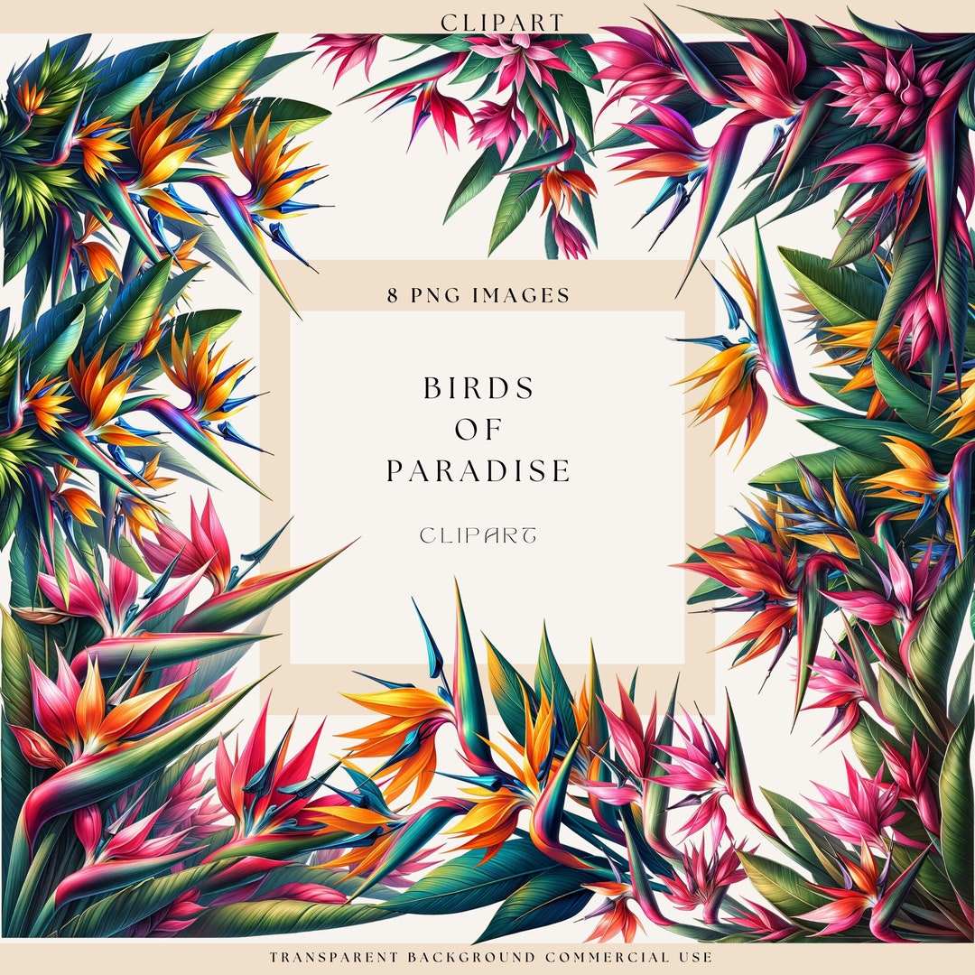 Floral Clipart, Bird of Paradise Flower, Tropical Flowers, Watercolor ...