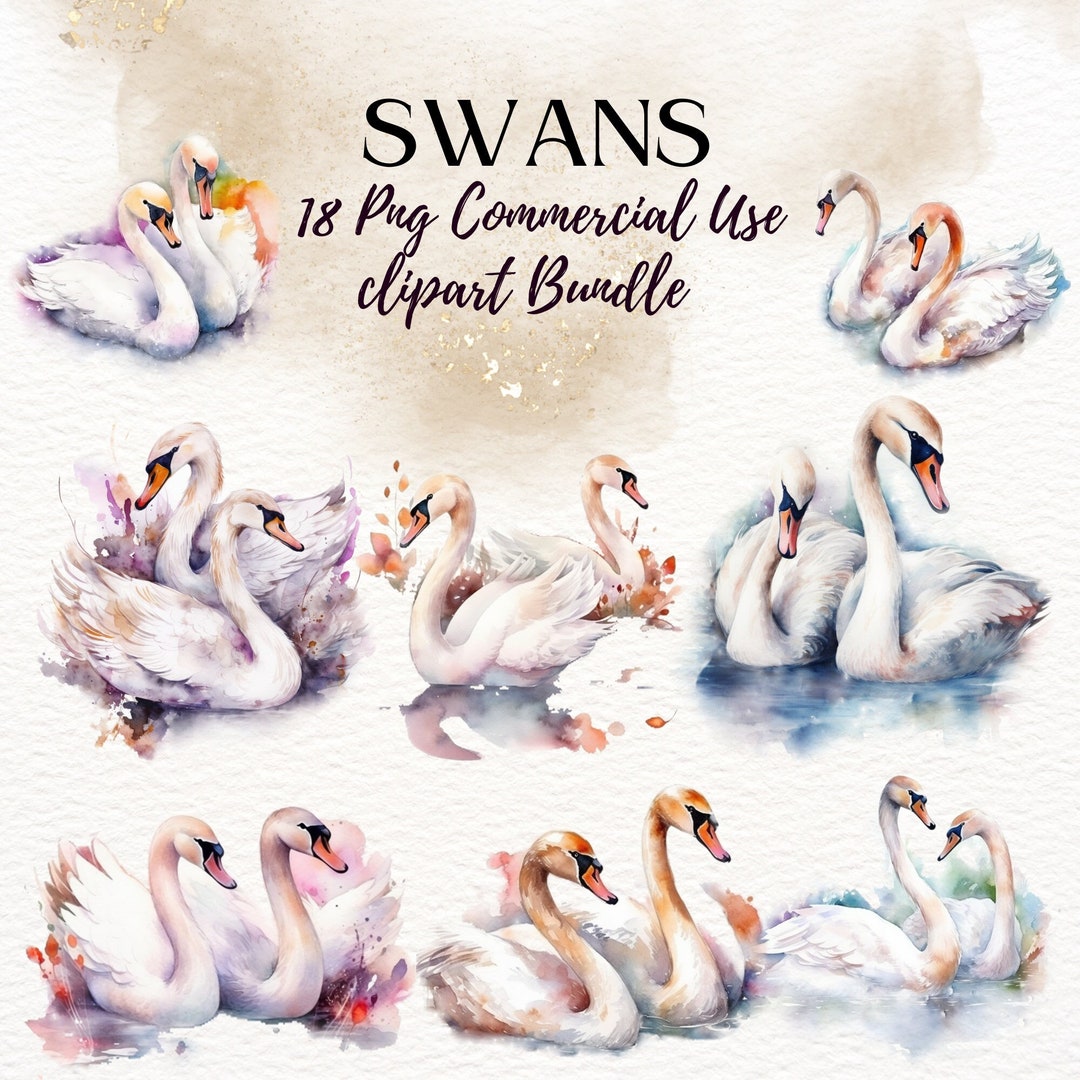 Watercolor Swans Clipart Swans Png Digital Download Baby - Etsy