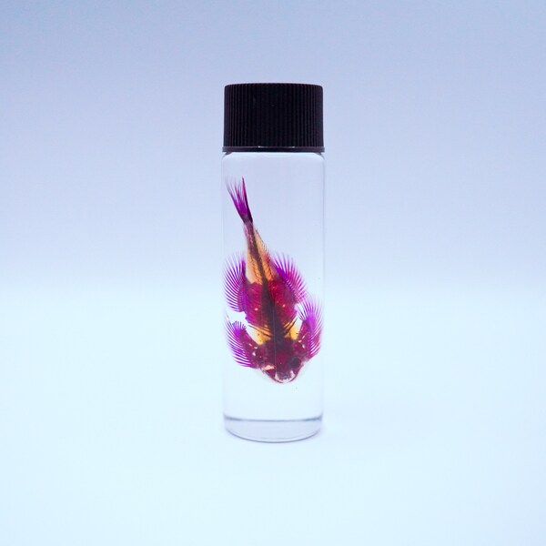 Diaphonization - Etsy