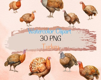 Colorful Watercolor Cute Turkeys 30 PNG 300 DPI, Thanksgiving Turkey ...