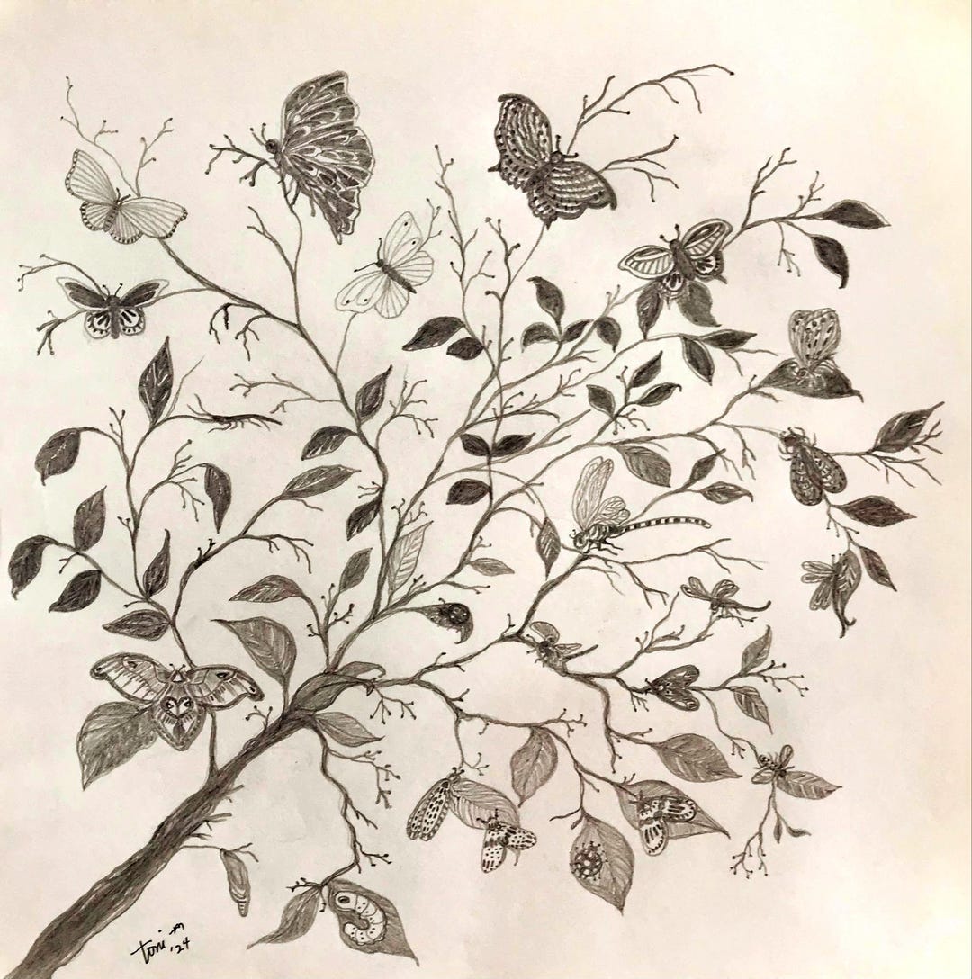 Original Graphite Pencil Drawing: Bugs and Butterflies Artwork - Etsy