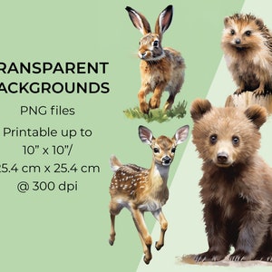 Woodland Animals, Clipart Collection, Illustration, Transparent ...