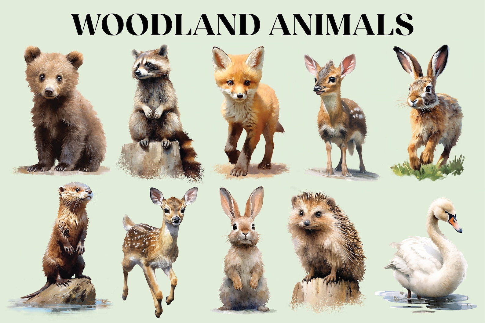 Woodland Animals, Clipart Collection, Illustration, Transparent ...