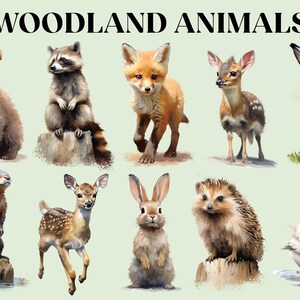 Woodland Animals, Clipart Collection, Illustration, Transparent ...