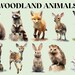 Woodland Animals, Clipart Collection, Illustration, Transparent ...