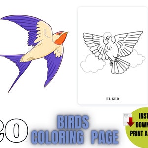 Birds Coloring Pages, Birds PDF, Printable Birds, Birds Coloring Pages ...