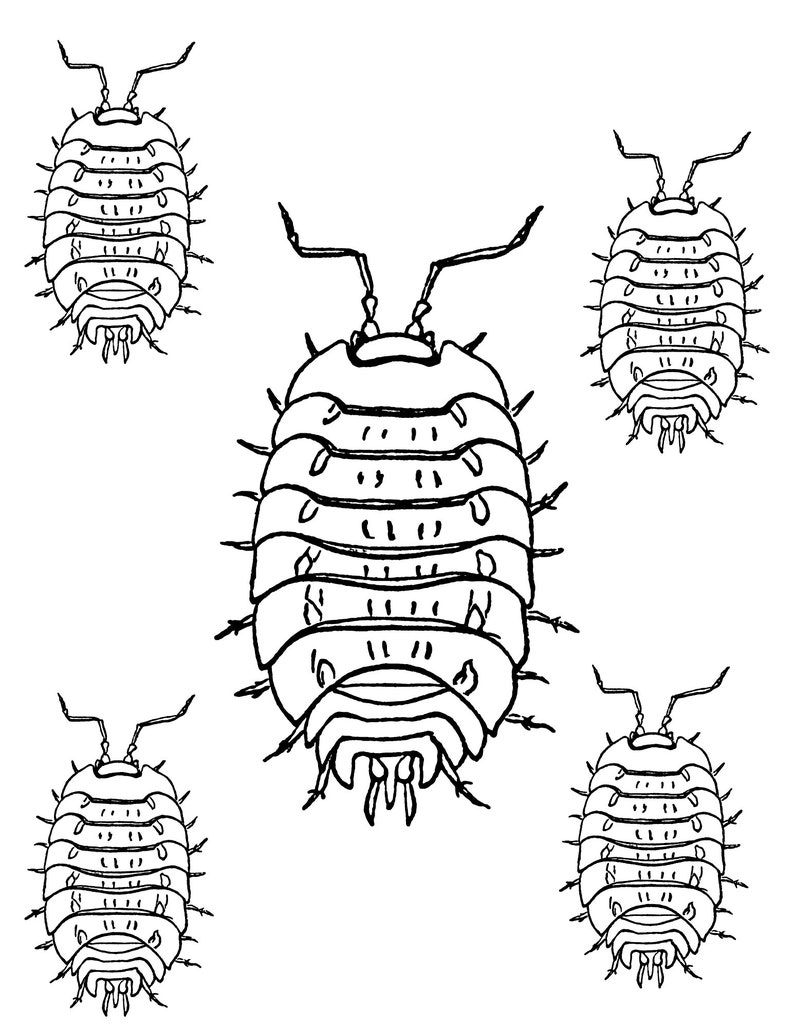 Insect Coloring Page, Coloring Page Printable Kids, Digital Coloring ...