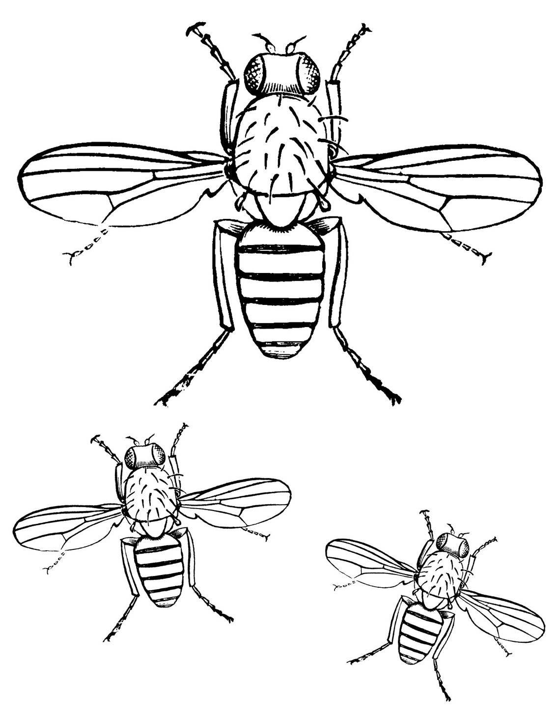 Insect Coloring Page, Coloring Page Printable Kids, Digital Coloring ...