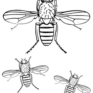 Insect Coloring Page, Coloring Page Printable Kids, Digital Coloring ...