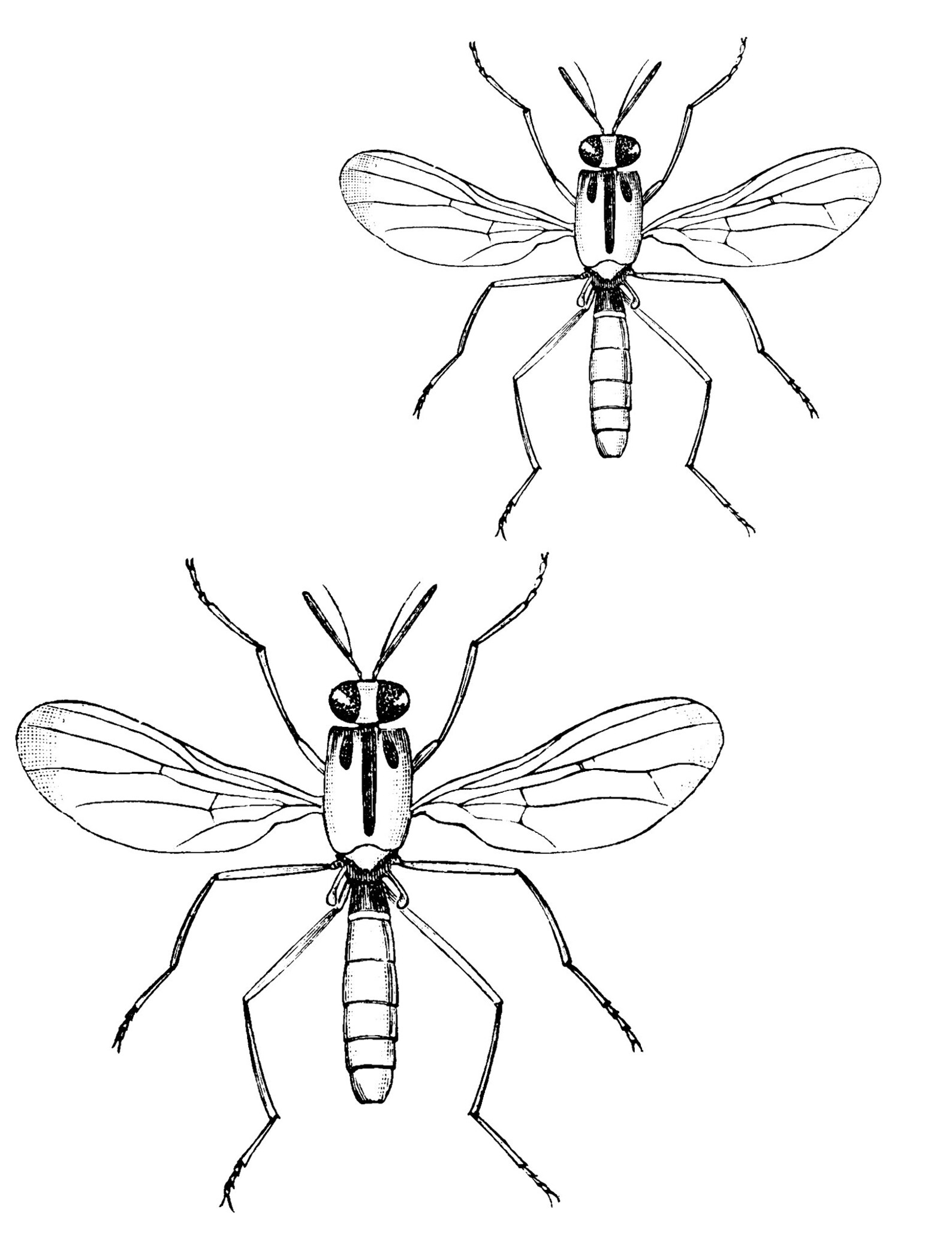Insect Coloring Page, Coloring Page Printable Kids, Digital Coloring ...