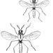 Insect Coloring Page, Coloring Page Printable Kids, Digital Coloring ...