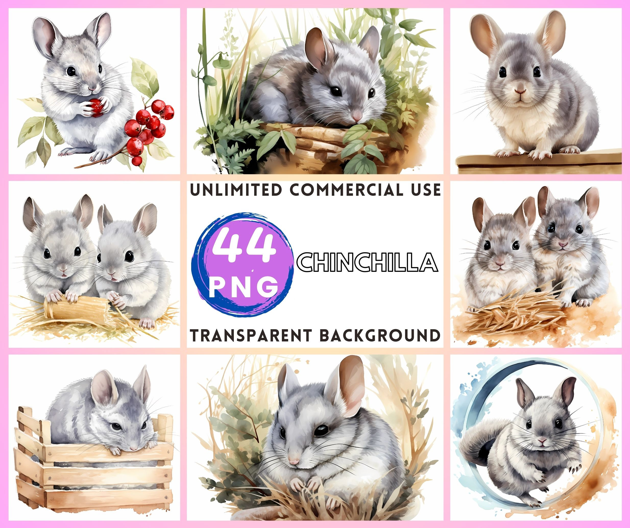 Chinchilla Watercolor Clipart Transparent Background PNG Drawing ...