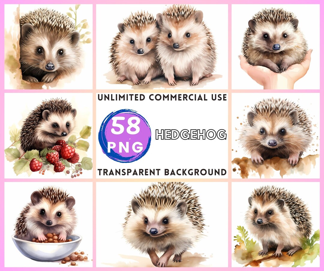 Hedgehog Watercolor Clipart Transparent Background PNG Drawing Crafting ...