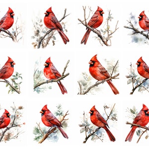 American Red Cardinal Watercolor Clipart Transparent Background PNG ...