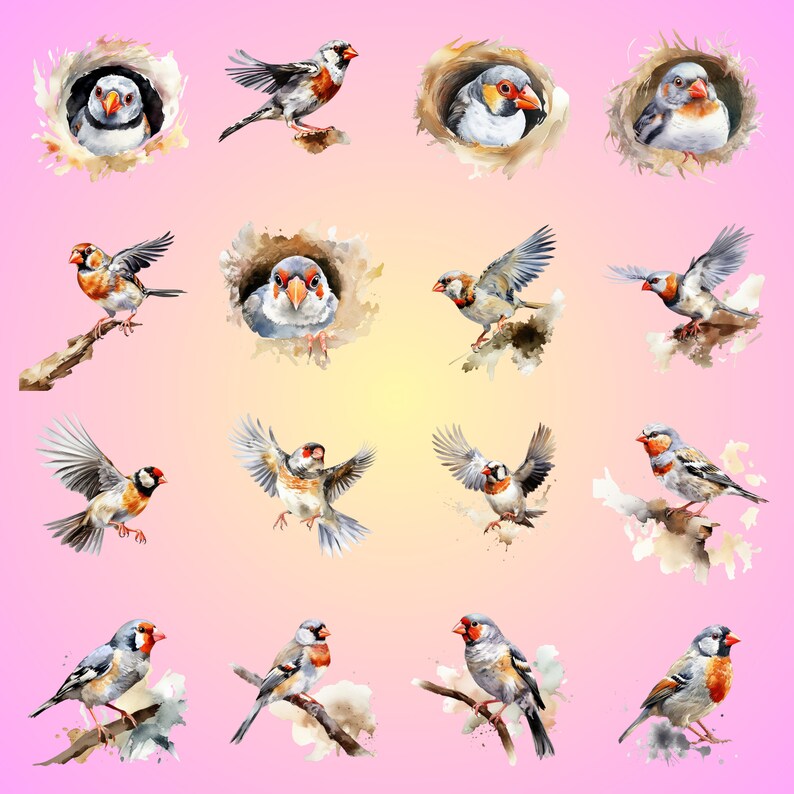 Zebra Finch Watercolor Clipart Transparent Background PNG - Etsy