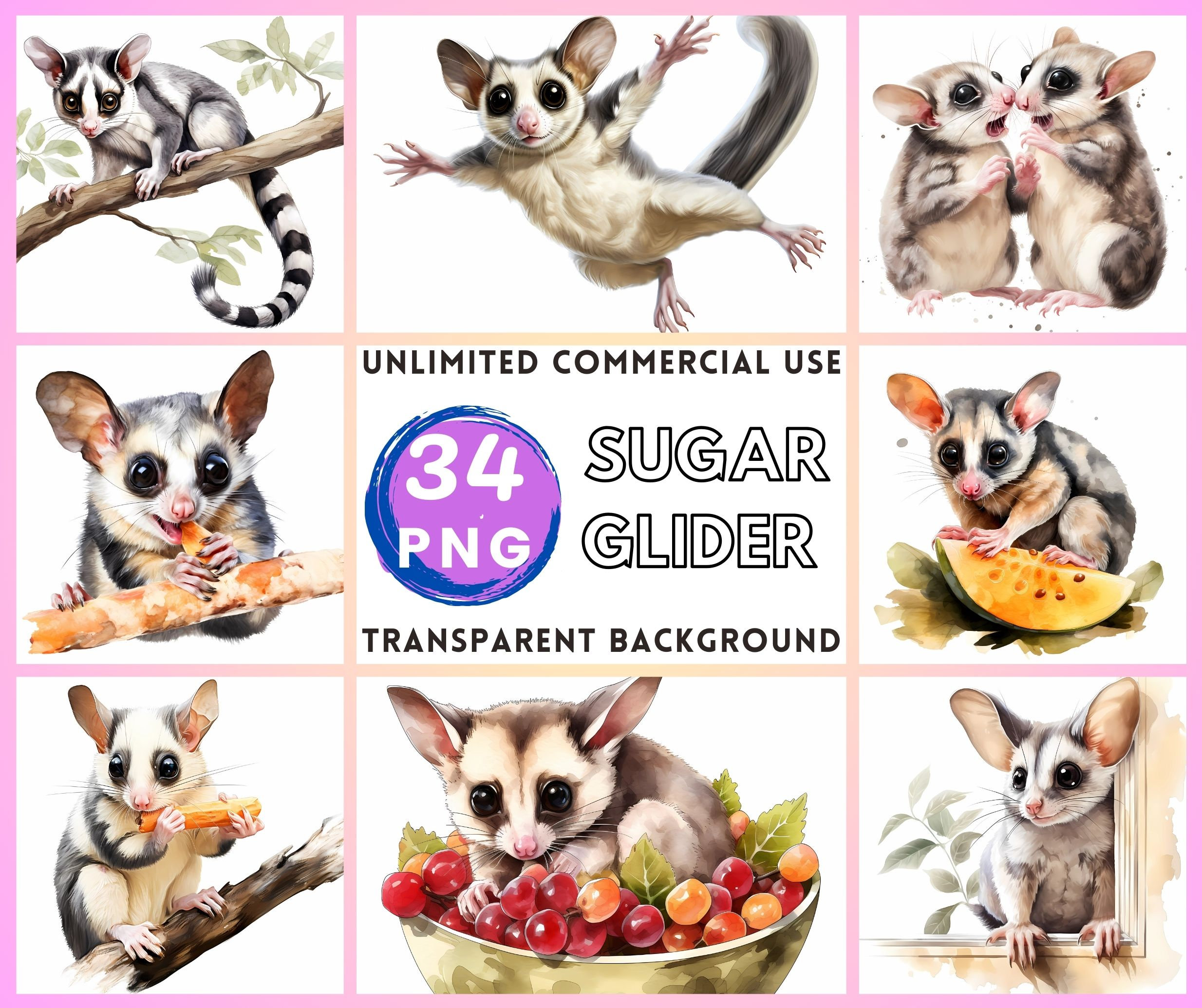 Sugar Glider Watercolor Clipart Transparent Background PNG Drawing ...