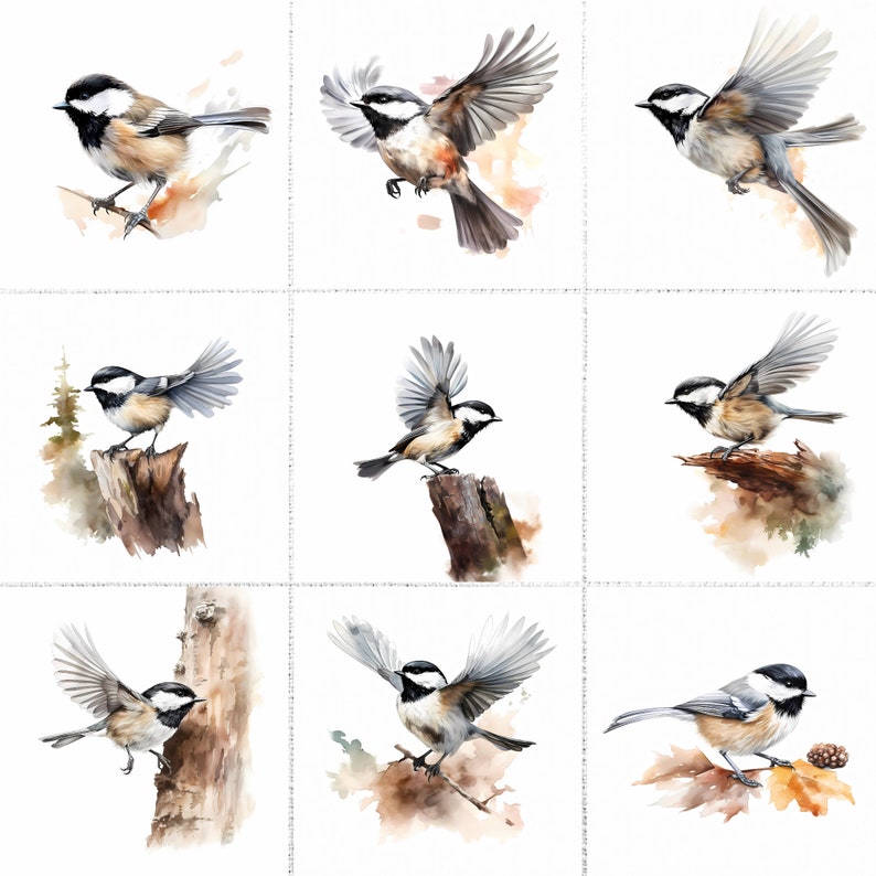 Chickadee Watercolor Clipart Transparent Background PNG Drawing ...
