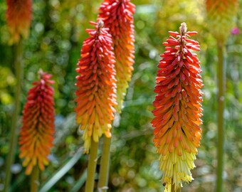 2 Kniphofia Red Hot Poker Perennials. Shipped Trimmed for Fall Planting ...