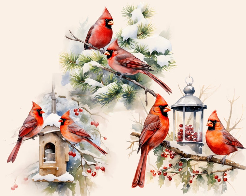 Winter Cardinals Watercolor Clipart Bundle, Snow Clipart Cardinal Bird ...