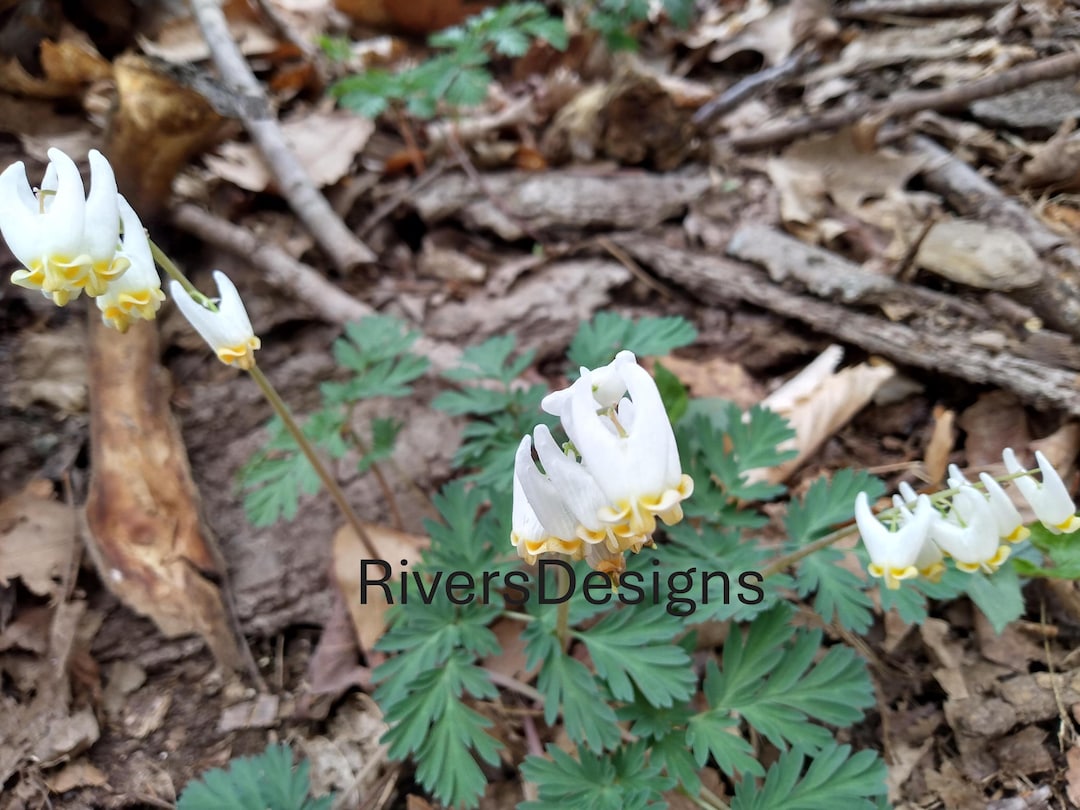 Wildflower Dutchman's Britches in the Woods - Etsy