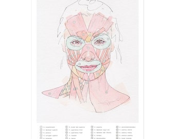 Facial Anatomy Art, Facial Muscles and Veins, Esthetician Art ...