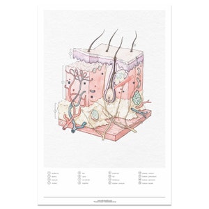 Poster: Anatomy of the Skin - Etsy