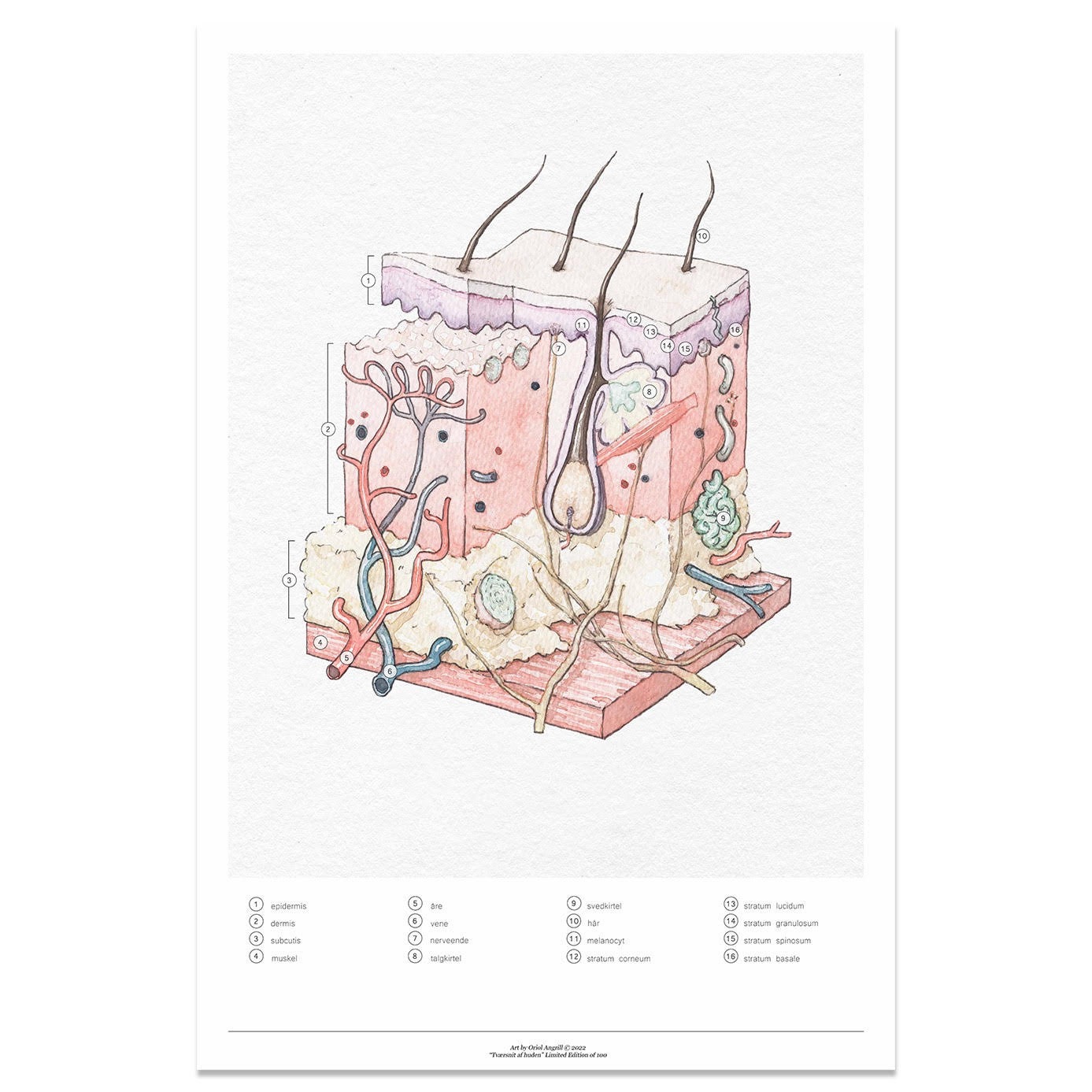 Poster: Anatomy of the Skin Limited Edition of 100, Signed and Numbered ...