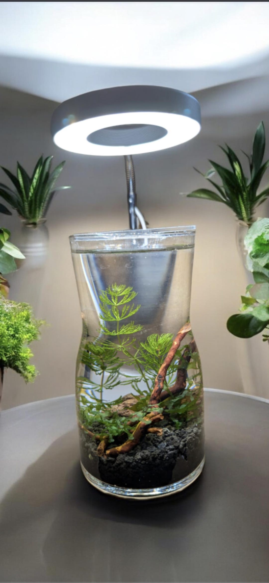 Self Sustaining Ecosystem With USB Light - Etsy UK