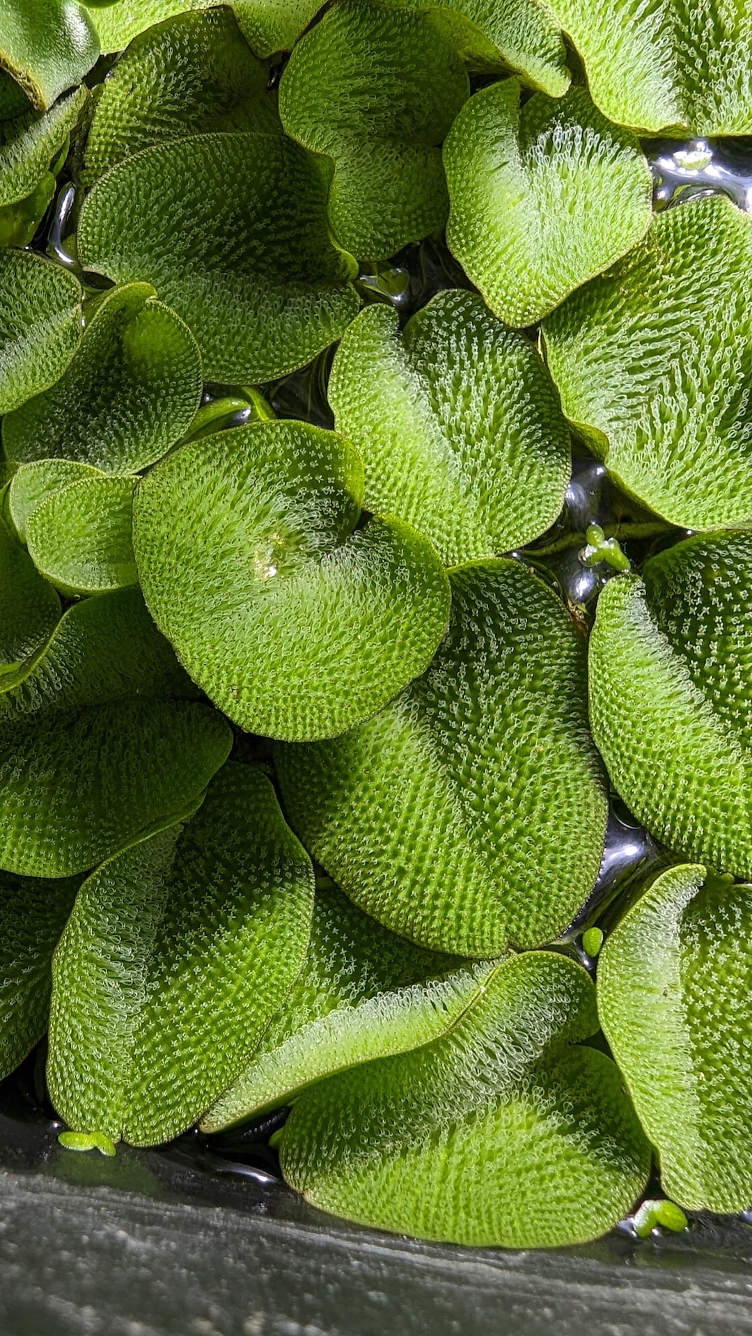 Salvinia Auriculata Water Spangles Floating Aquarium Pond Plant - Etsy