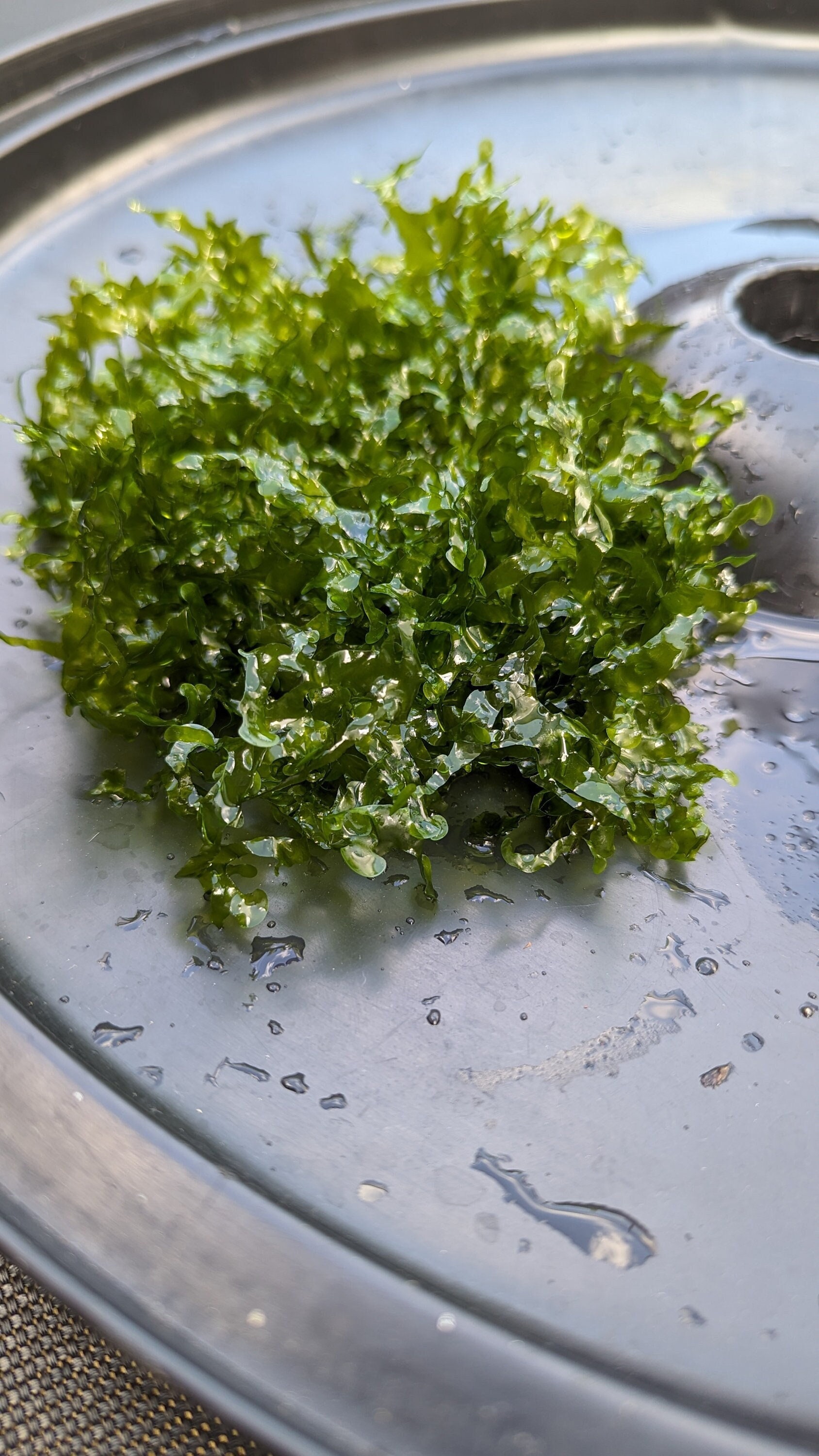 Subwassertang, Süßwassertang, Süsswassertang Very Easy to Grow Aquarium ...