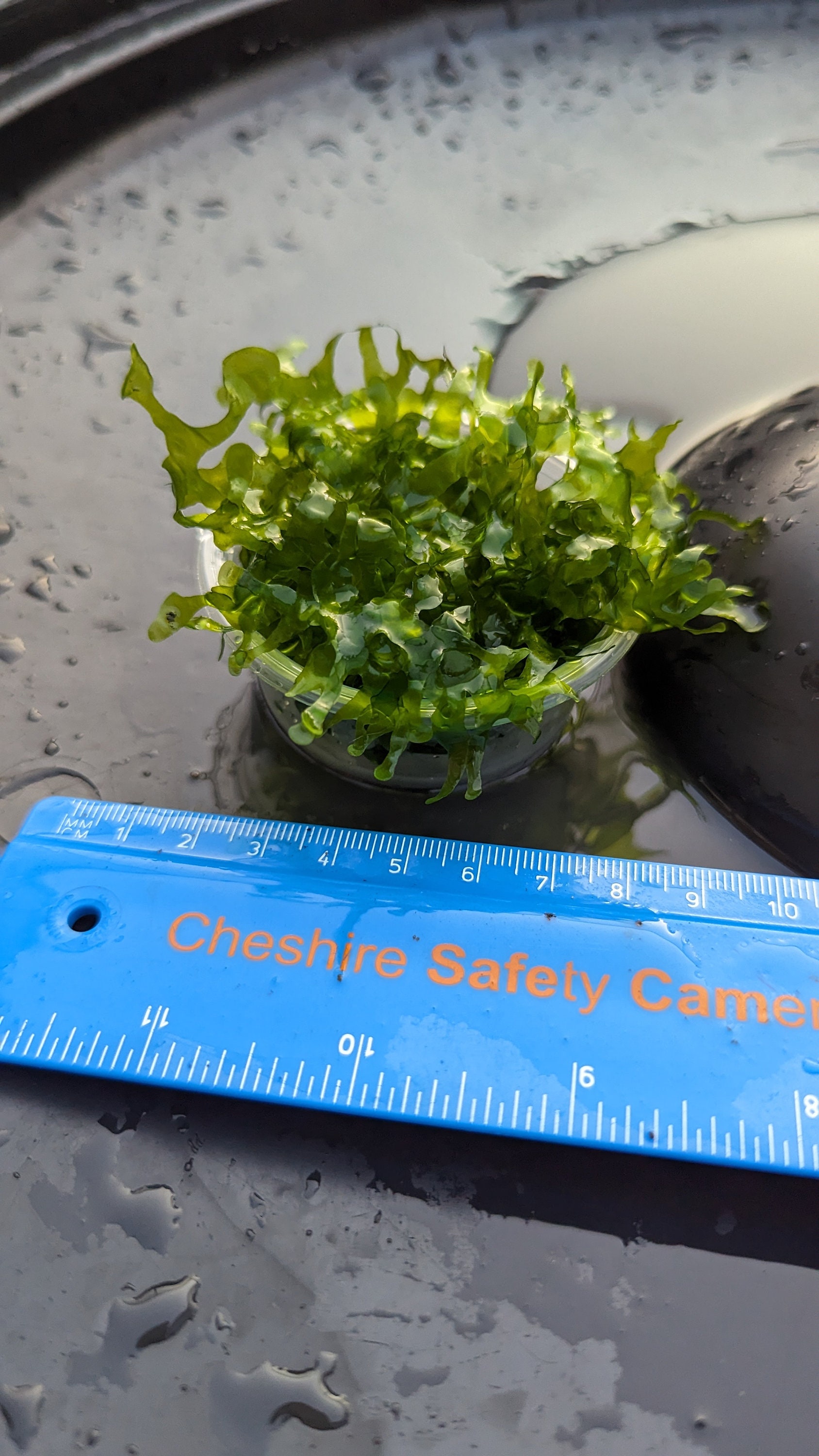 Subwassertang, Süßwassertang, Süsswassertang Very Easy to Grow Aquarium ...