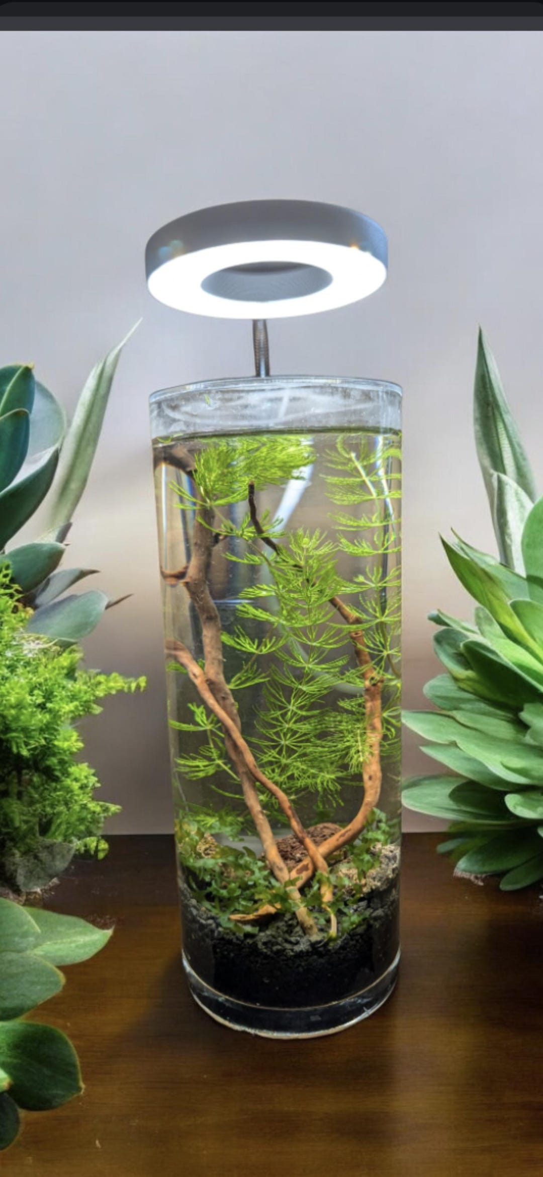 Ecosystem Kit With Light - Etsy UK