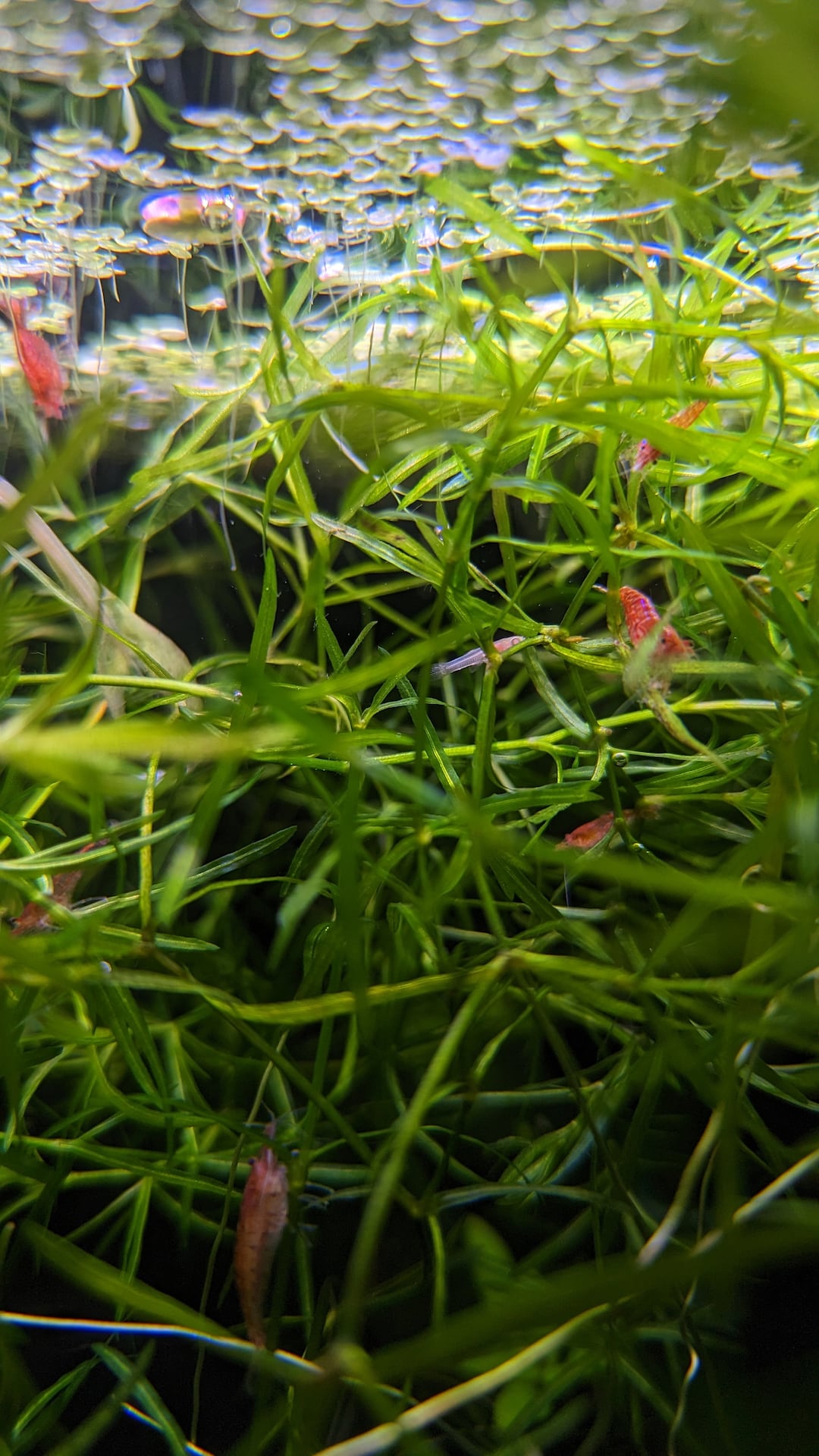 Guppy Grass Najas Guadalupensis Aquarium Stem Plant - Etsy