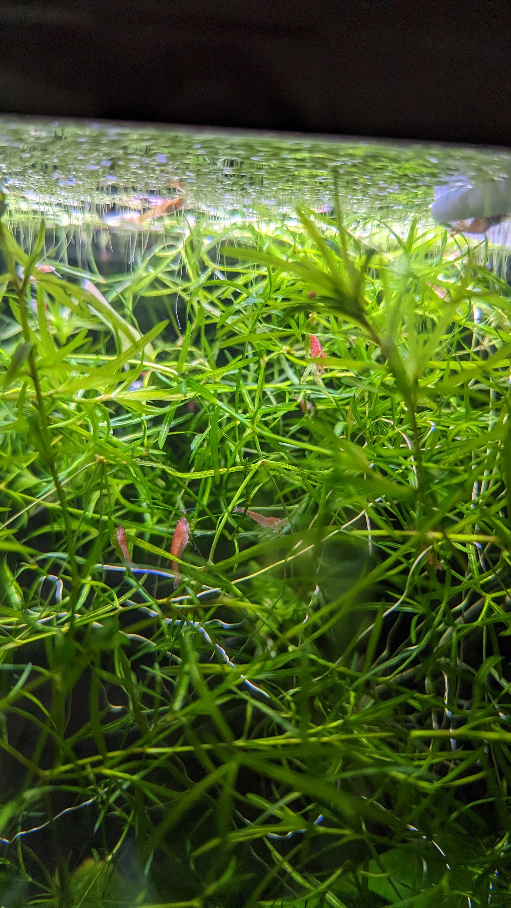 Guppy Grass Najas Guadalupensis Aquarium Stem Plant - Etsy UK