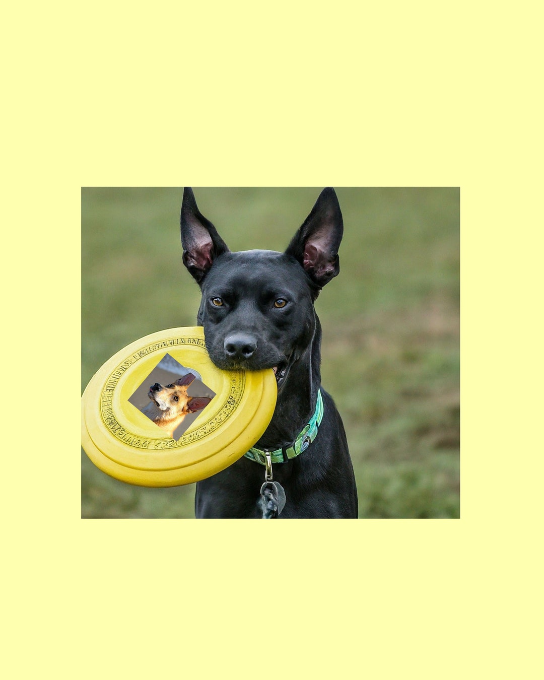 Custom Floatable Dog Flying Disc Interactive Flying Puppy Frisbees Toys ...